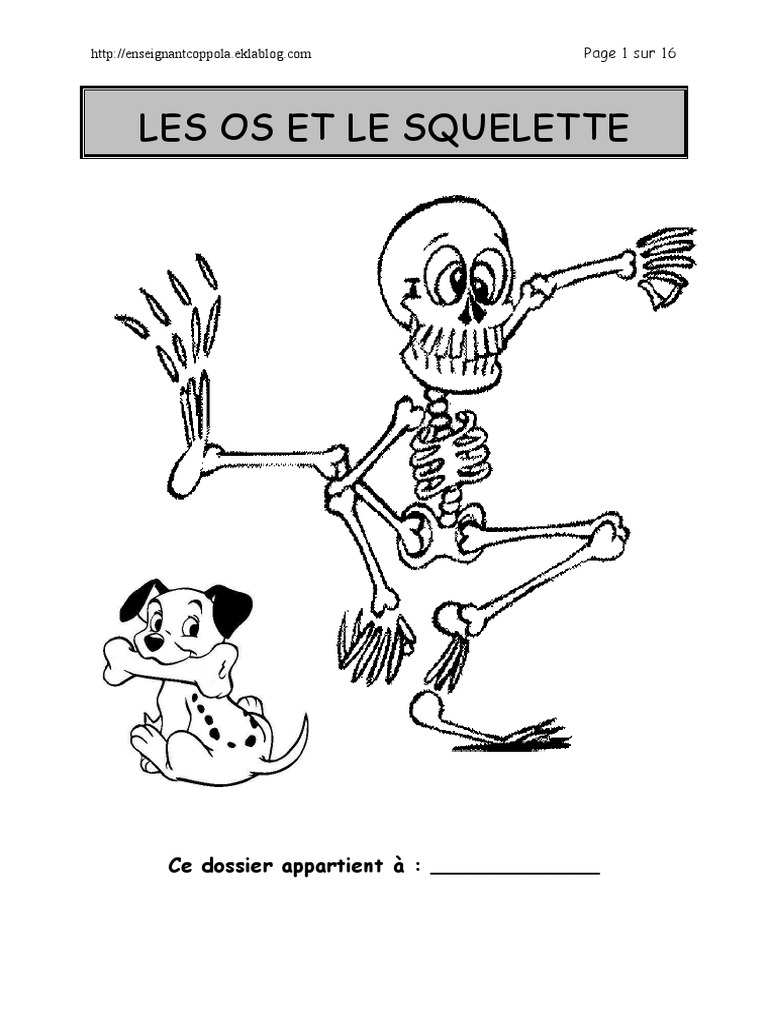 Découvre le Squelette Humain | PDF | Os | Colonne vertébrale