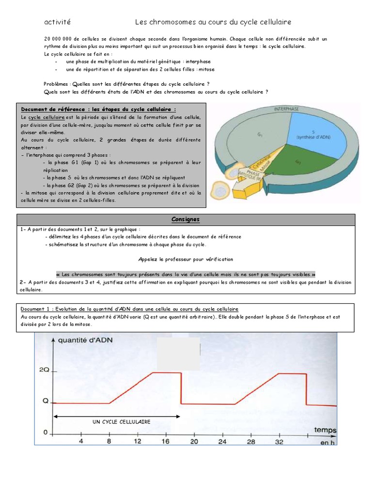 Activité Le Cycle Cellulaire | PDF | Chromosome | Cycle cellulaire