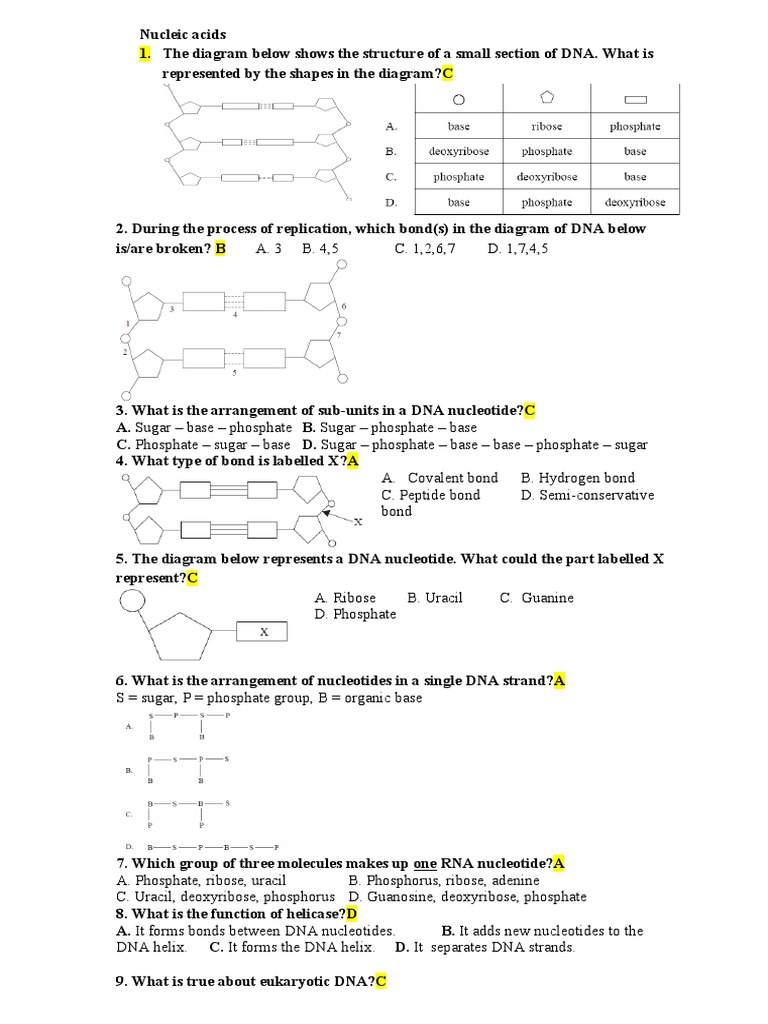 Test Nucleic Acids SL | Download Free PDF | Dna | Nucleotides