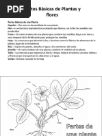 Las Plantas Vocabulary | PDF