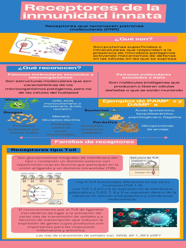 Receptores de La Inmunidad Innata | PDF | Receptor de peaje | Receptor (Bioquímica)