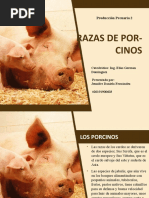 Características de la Raza Porcina Yorkshire | PDF | Carne | Cerdo