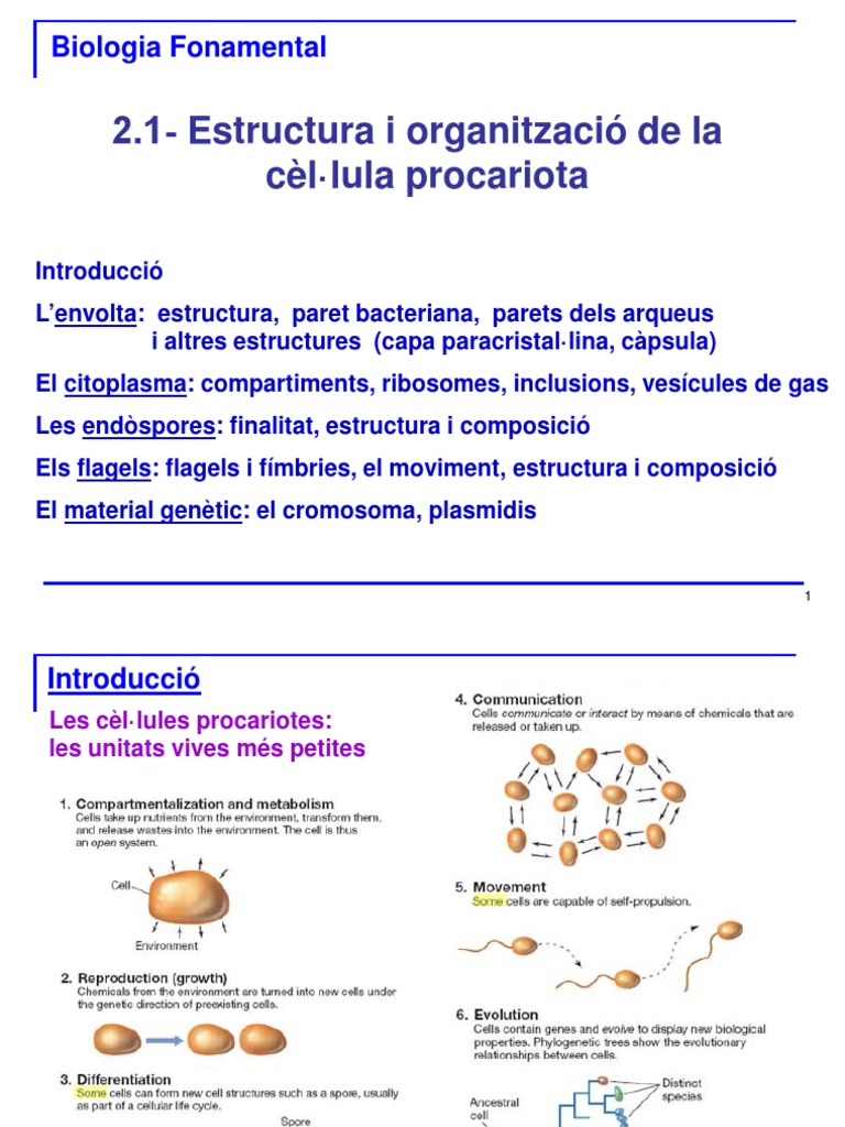 Tema 2.1. Estructura I Organització de La Cèl Lula Procariota - 21-22 | PDF