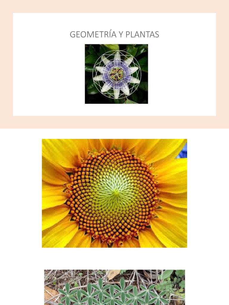 Geometría y Plantas en la Educación | PDF