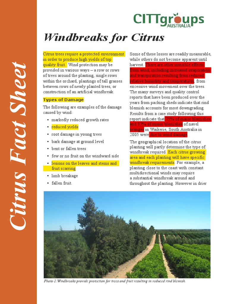 Protecting Citrus Yields: The Benefits of Establishing Windbreaks for ...