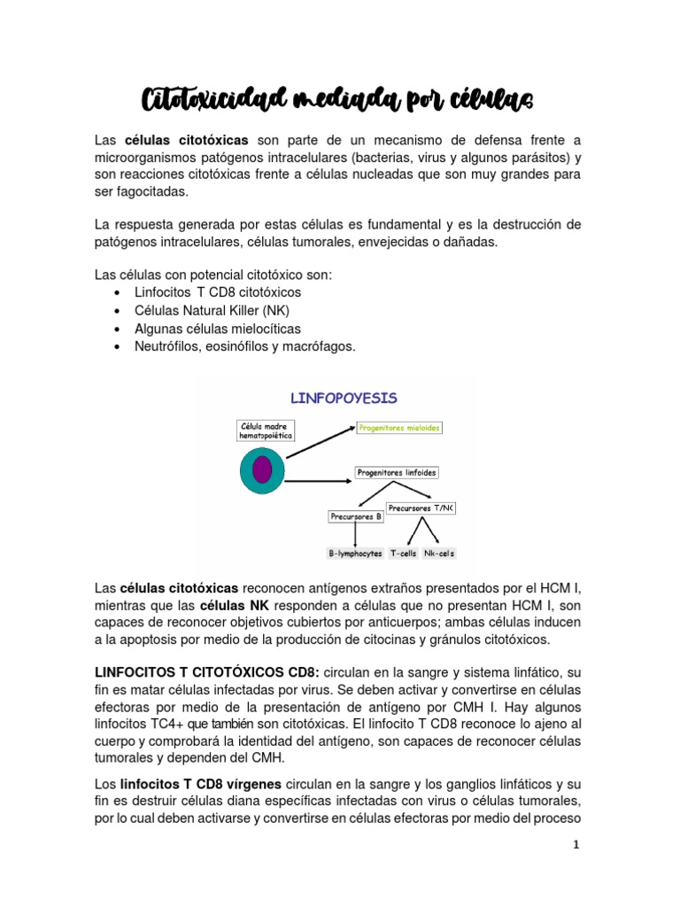 Citotoxicidad Mediada Por Células | PDF | Célula asesina natural ...