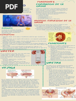 Triptico El Aparato Urinario | PDF | Sistema urinario | Orina
