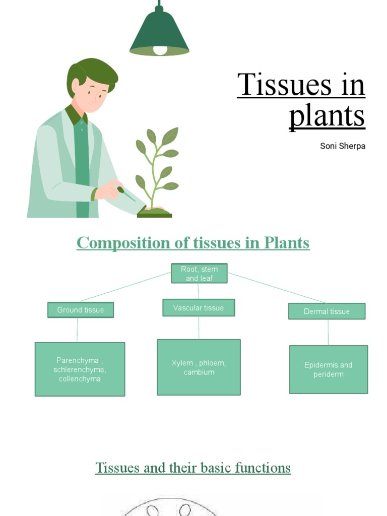 Biology Infographics by Slidesgo | PDF | Plant Stem | Tissue (Biology)