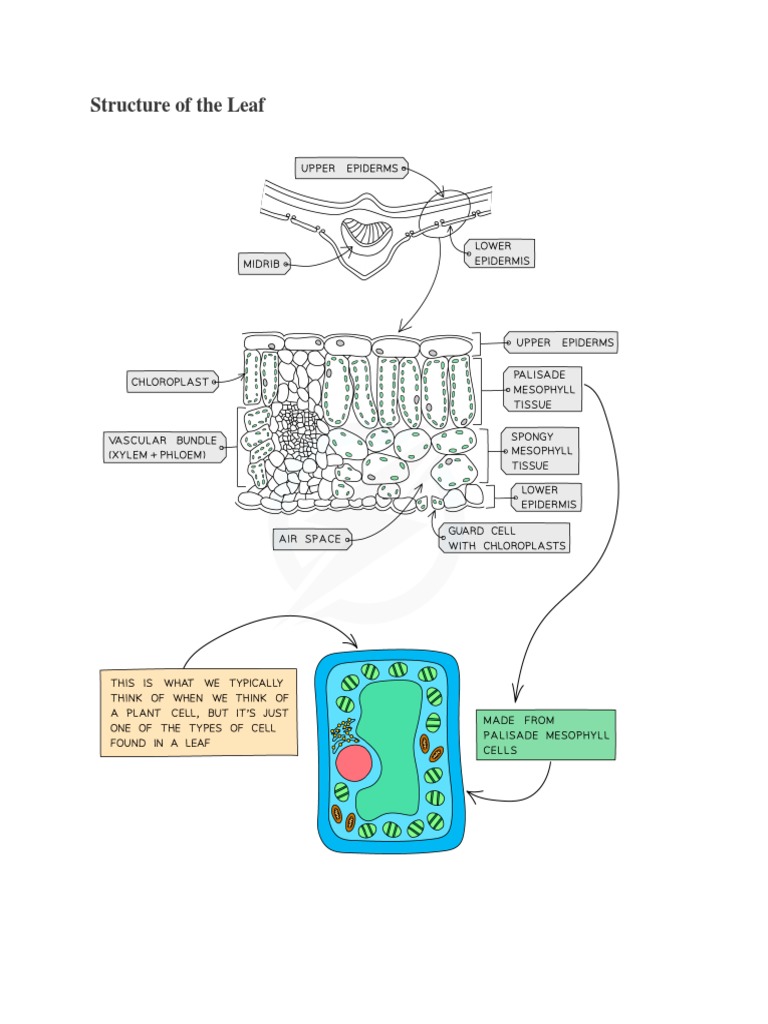 Leaf Structure and Photosynthesis | PDF | Science & Mathematics ...
