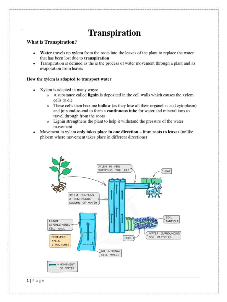 What Is Transpiration? | PDF | Leaf | Physiology