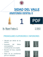 Primer Molar Superior 1 | PDF | Diente | Anatomia dental