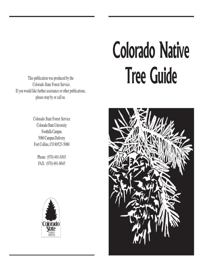 Colorado Native Tree Guide | PDF | Pine | Fir