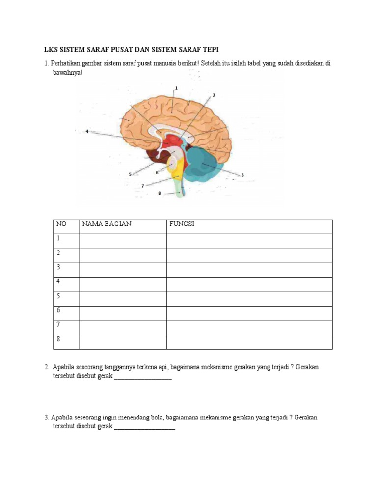 LKS Sistem Saraf Pusat Dan Sistem Saraf Tepi | PDF