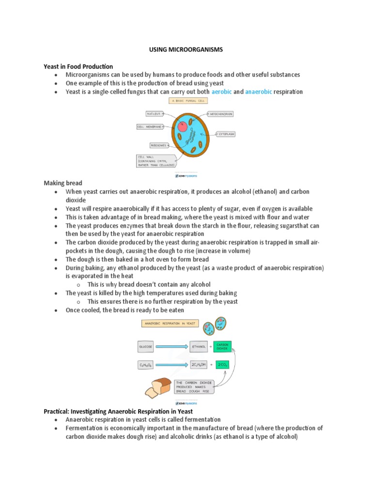 Using Microorganisms Yeast in Food Production: Making Bread | PDF ...