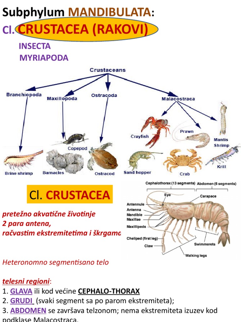 09 Crustacea | PDF | Arthropods | Paleozoic First Appearances