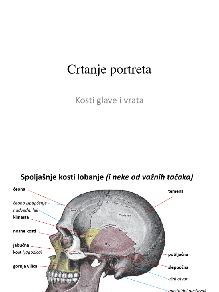 PODSETNIK Kosti Glave I Vrata | PDF