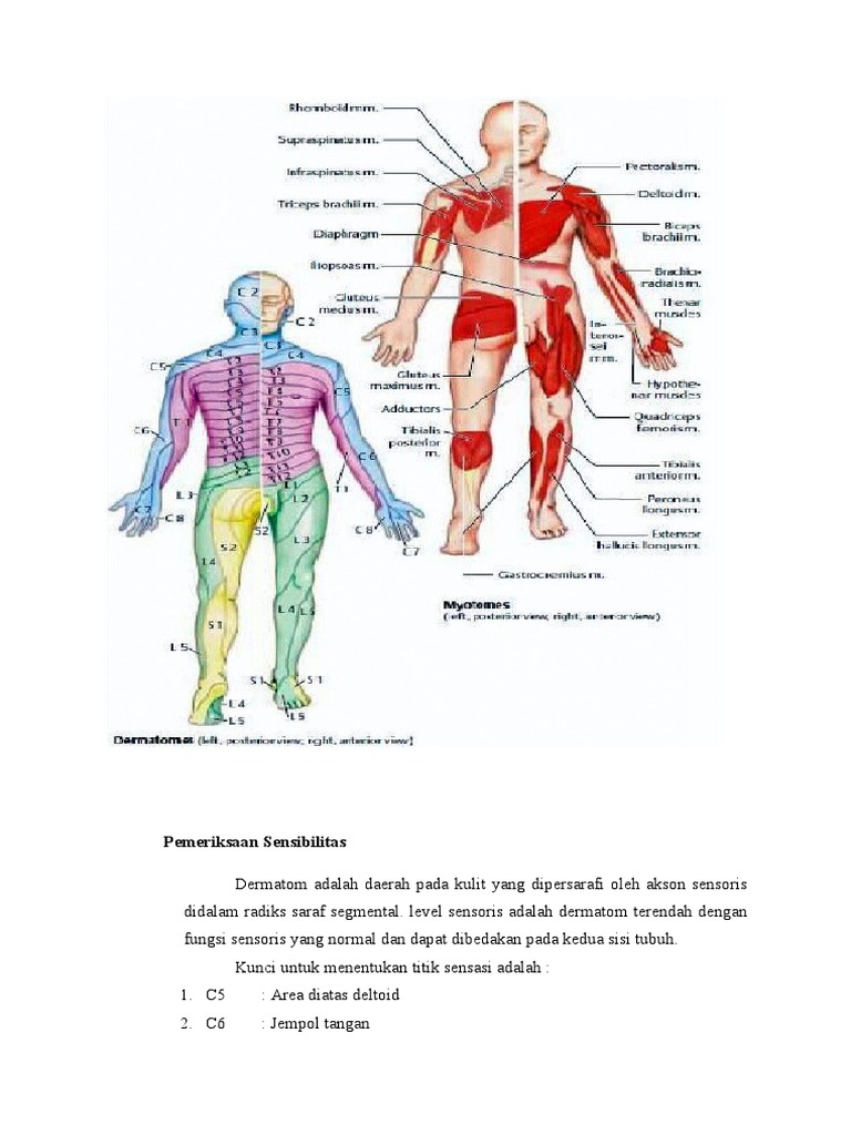 Pemeriksaan Dermatom dan Myotom | PDF