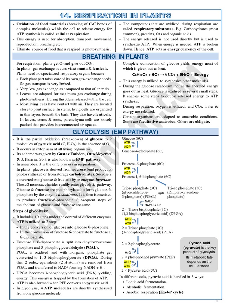 14 Respiration in Plants-Notes | PDF | Diet & Nutrition | Chemistry