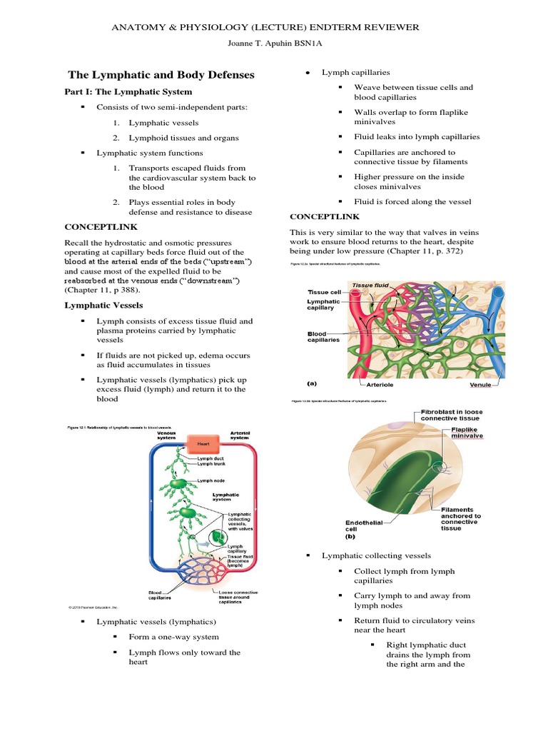 Anatomy Physiology Lecture Endterm Reviewer | PDF | Lymphatic System ...