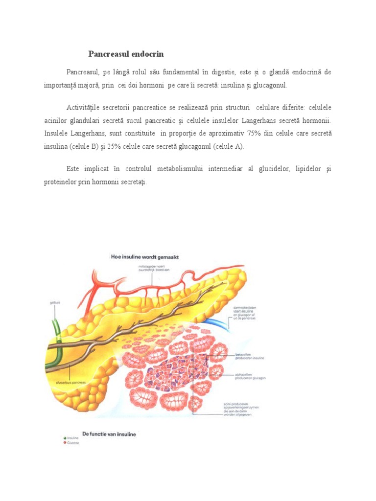Pancreasul Endocrin | PDF