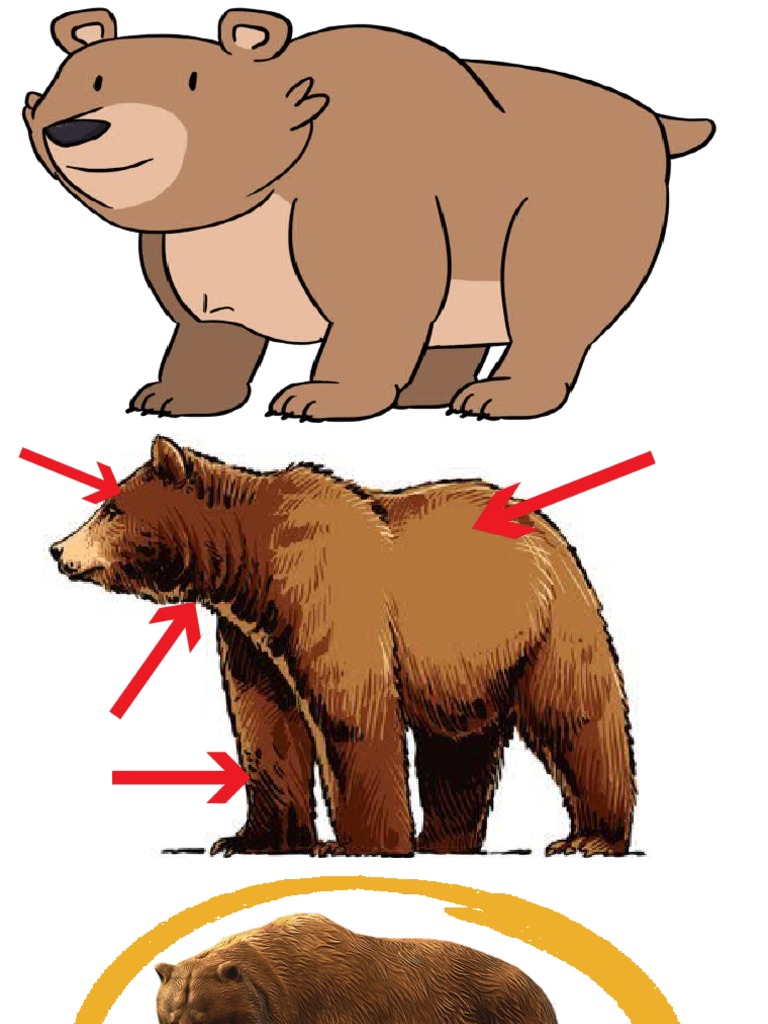 Ursul Observare | PDF