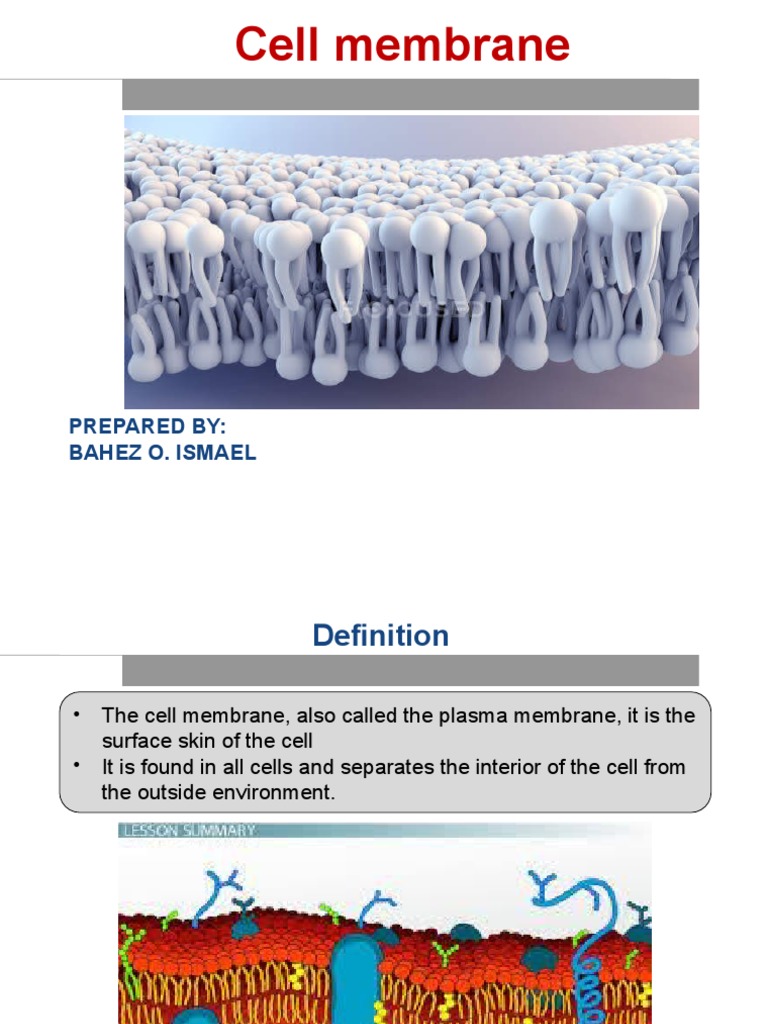 Cell Membrane: Structure and Function | PDF | Cell Membrane | Diffusion