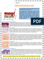 Tacto Protopático y Epicrítico en Kinesiología | PDF | Piel | Neurobiología