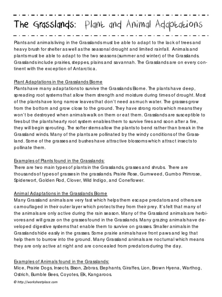 Grassland Adaptations | PDF | Grassland | Predation