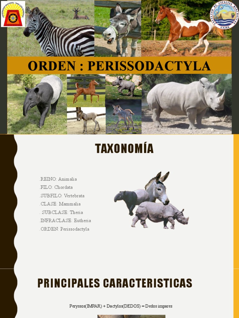 Características del Orden Perissodactyla | PDF | Équidos | Burro