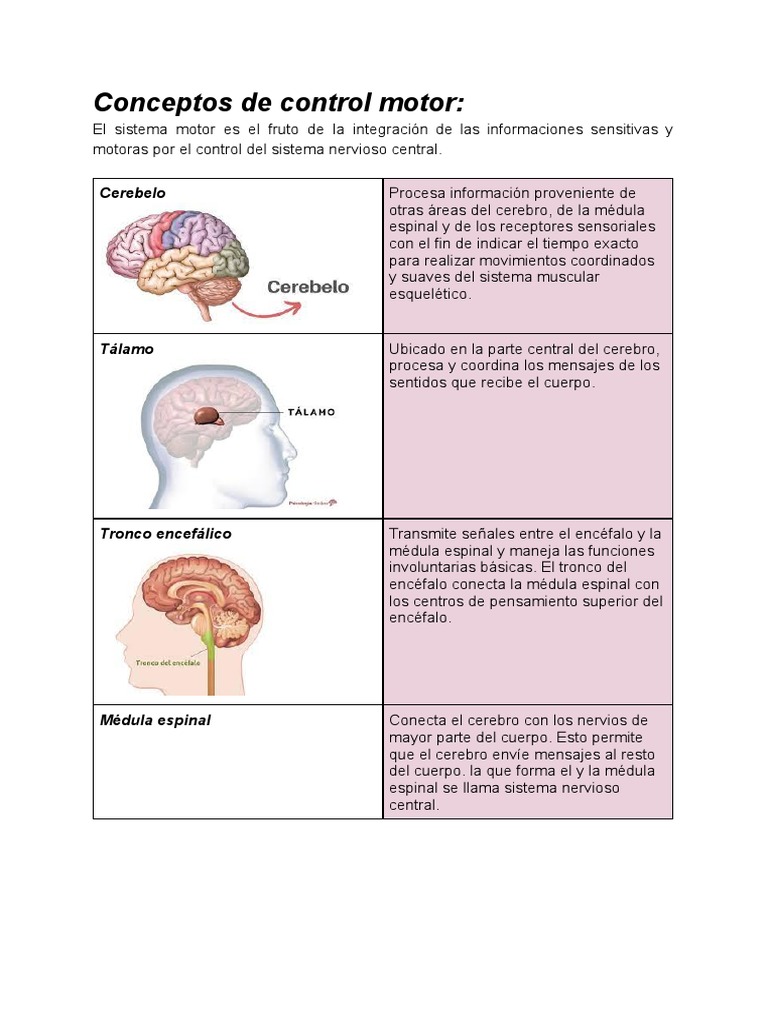 Conceptos de Control Motor | PDF | Cerebro | Sistema nervioso central