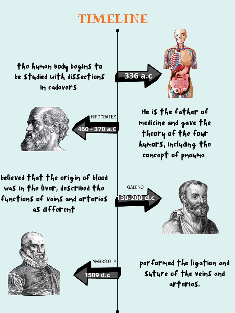 Timeline Cardiology Group 4 | PDF | Circulatory System | Vein