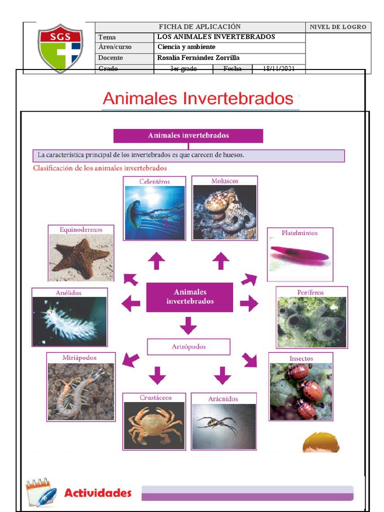 Ficha de Animales Invertebrados 3er Grado | PDF | Ciencia y matemáticas