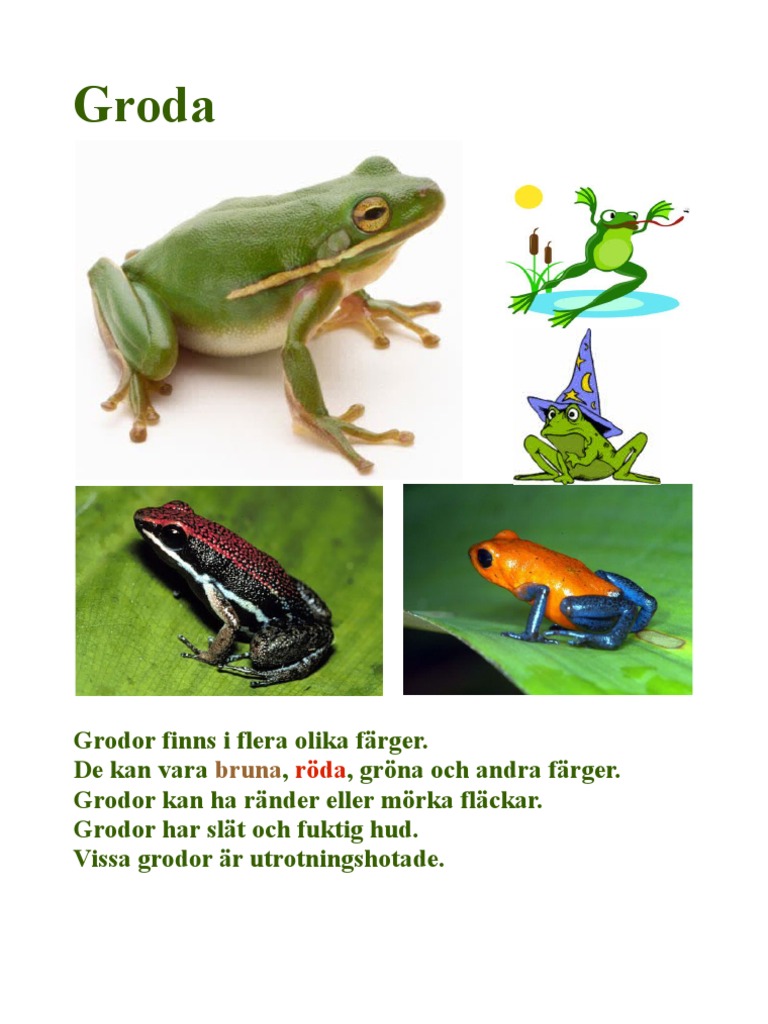 Grodor Och Paddor | PDF