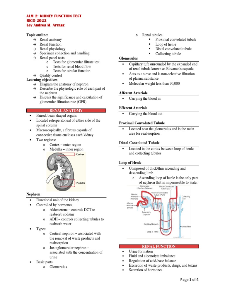 Kidney Function Test (Trans) | PDF | Kidney | Anatomy