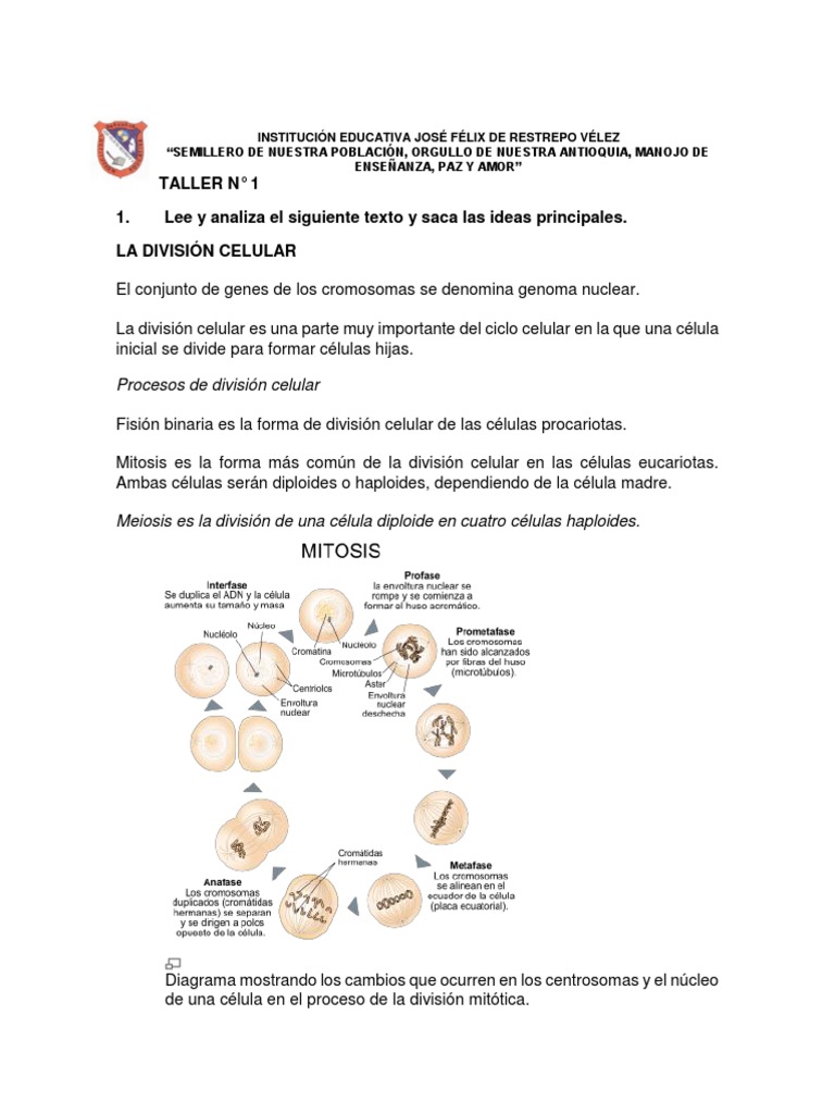 Taller de Mitosis y Meiosis Grado 8° 4° Periodo 2017 | PDF | Mitosis | Mitosis