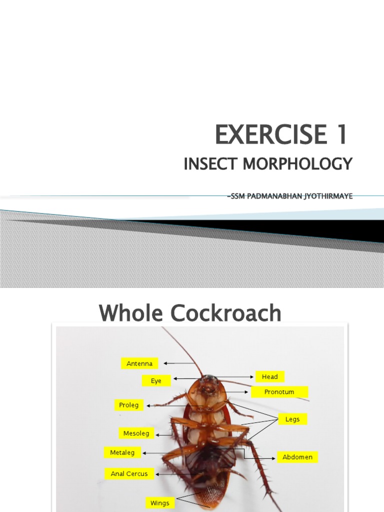 Exercise 1: Insect Morphology | PDF | Insects | Insects And Humans