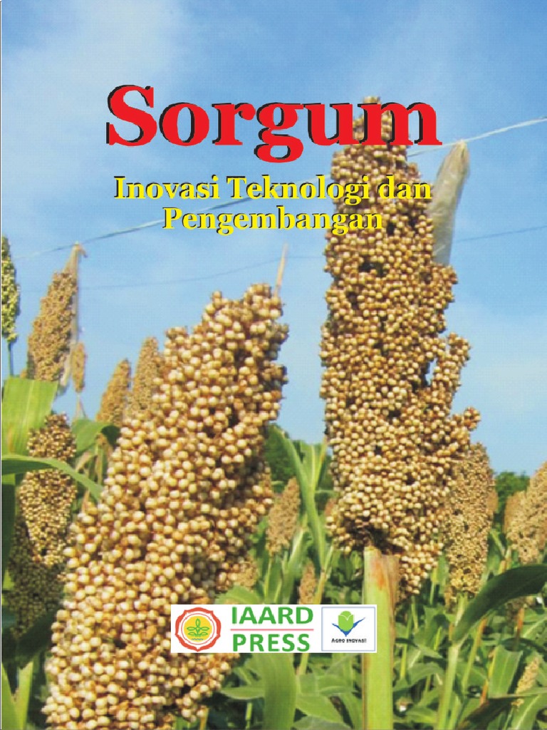 Sorgum | PDF