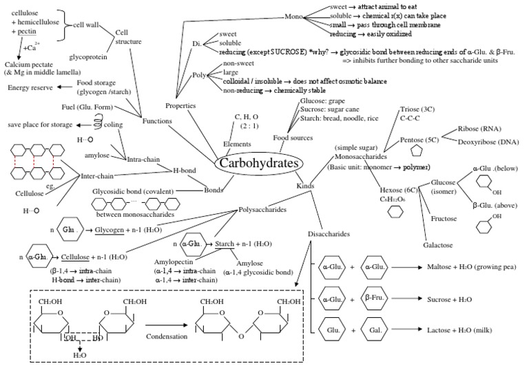 Carbohydrates Mind Map | PDF | Carbohydrates | Glucose
