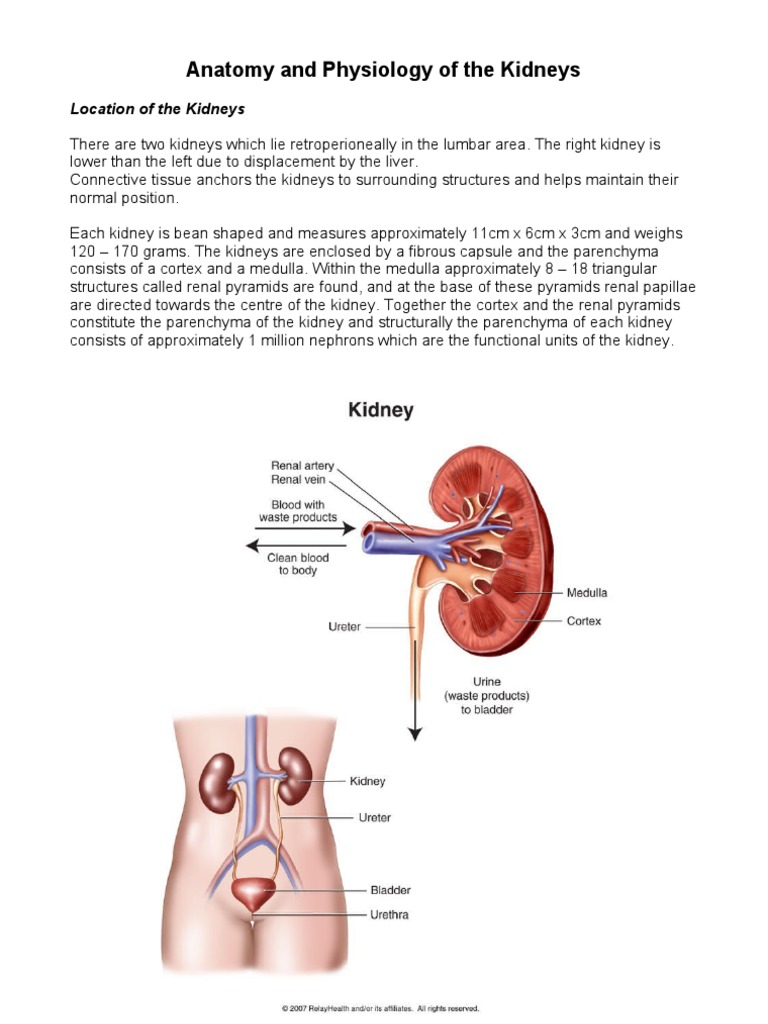 Anatomy and Physiology of The Kidneys | PDF | Kidney | Angiotensin
