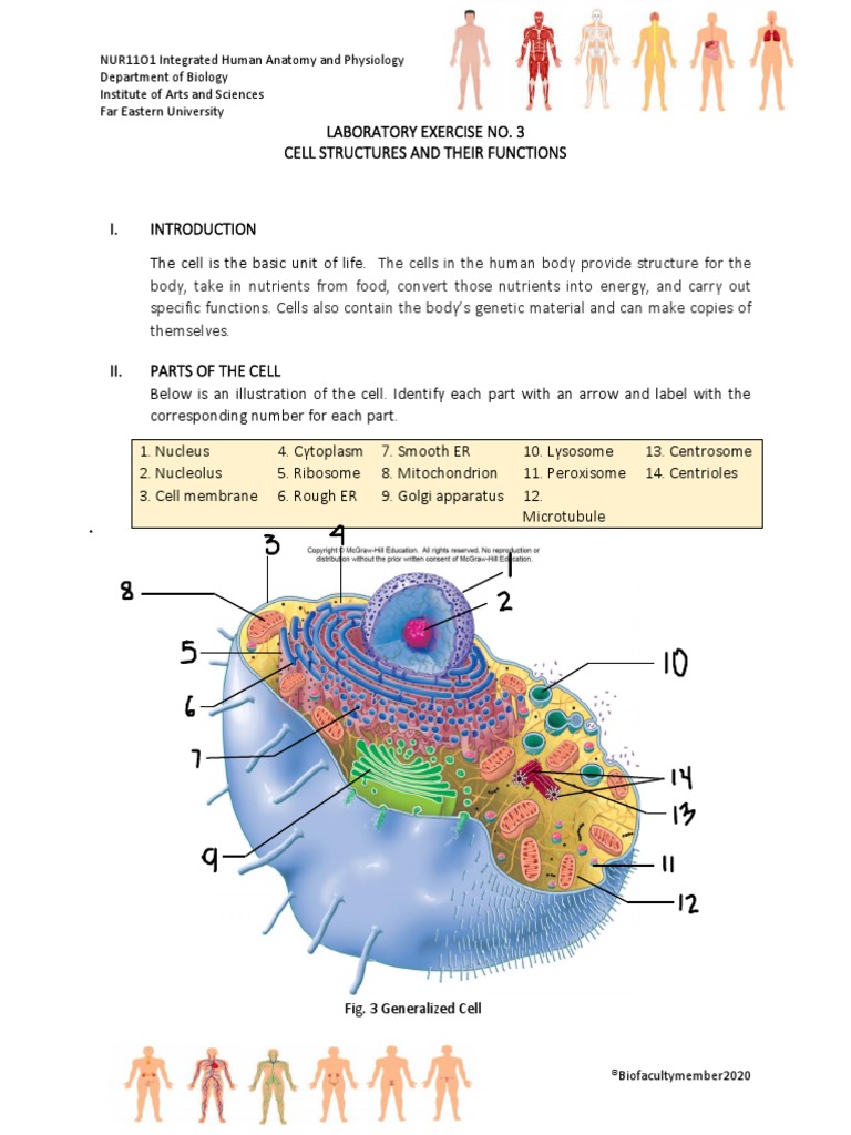 Lab Exercise 3 | PDF | Cell (Biology) | Mitochondrion