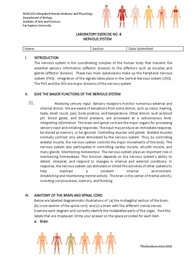 Lab Exercise 8 Pdf Nervous System Central Nervous System 5467