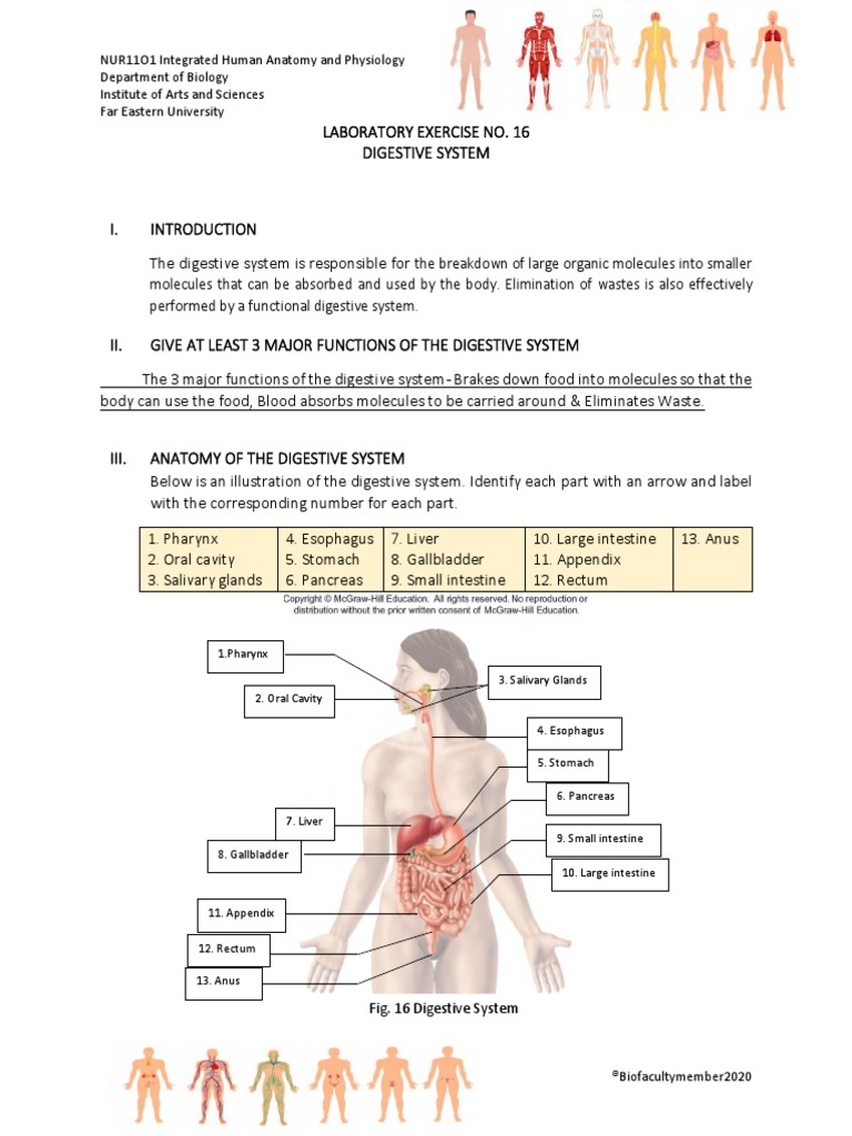 Lab Exercise 16 17 | PDF | Gastrointestinal Tract | Human Digestive System