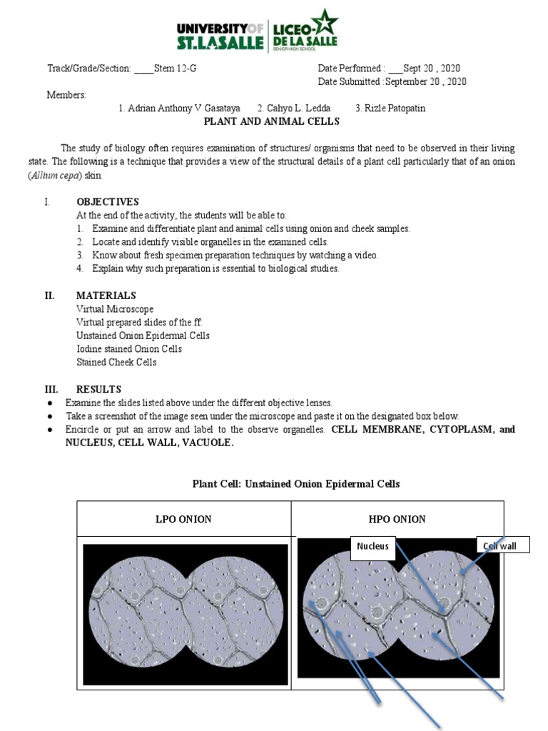 Plant and Animal Cell Comparison Activity | PDF | Cell (Biology ...