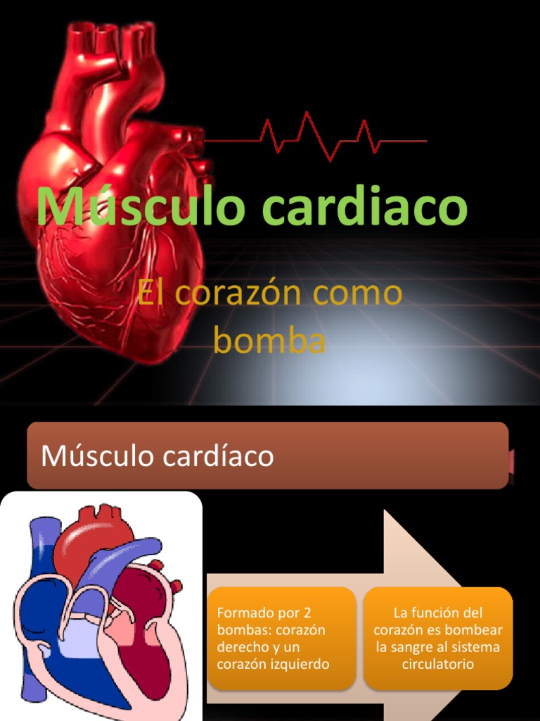 Corazon Como Bomba Presentación | PDF | Músculo esquelético | Corazón