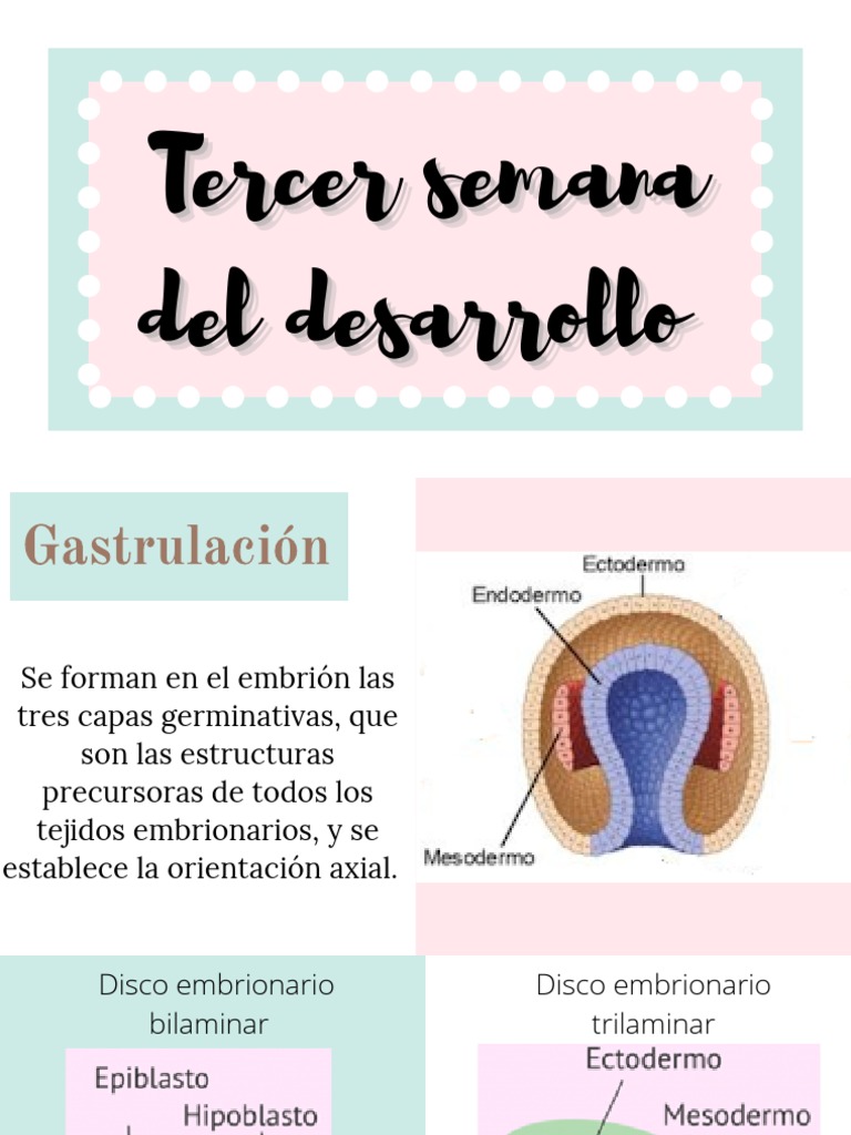 Formación de las capas germinativas y proceso de gastrulación durante ...