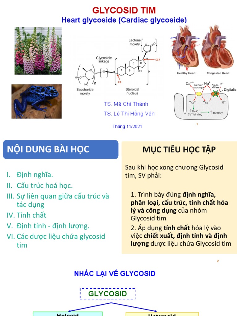 Bài giảng Dai cuong Glycoside tim | PDF