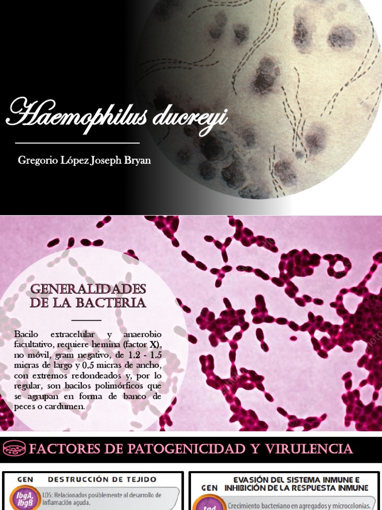 Haemophilus Ducreyi | PDF | Las bacterias | Macrófago