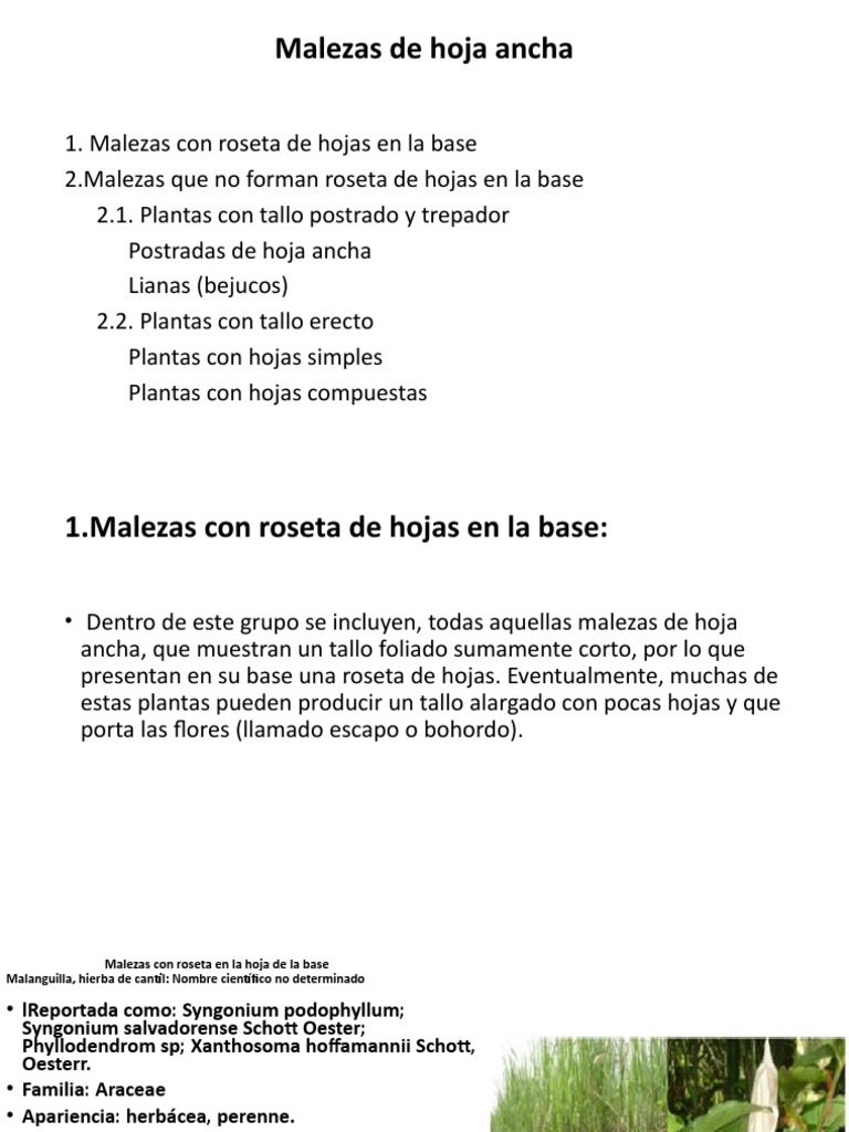 T.6 Malezas de Hoja Ancha | PDF | Hoja | Tallo de la planta