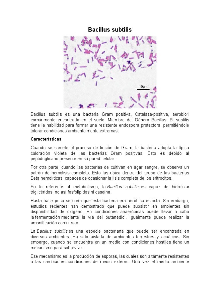 Bacillus Subtilis | PDF | Las bacterias | Bacilo