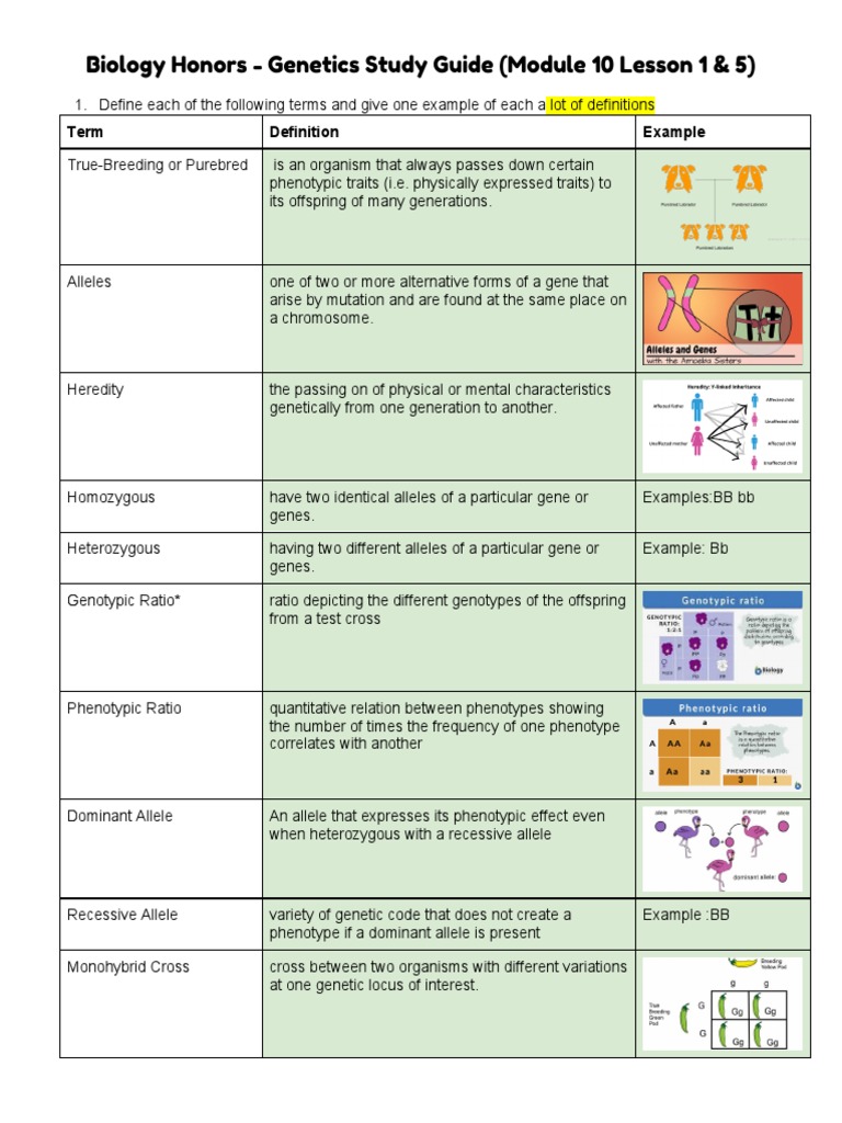 Biology Honors - Genetics Study Guide (Module 10 Lesson 1 & 5) | PDF ...